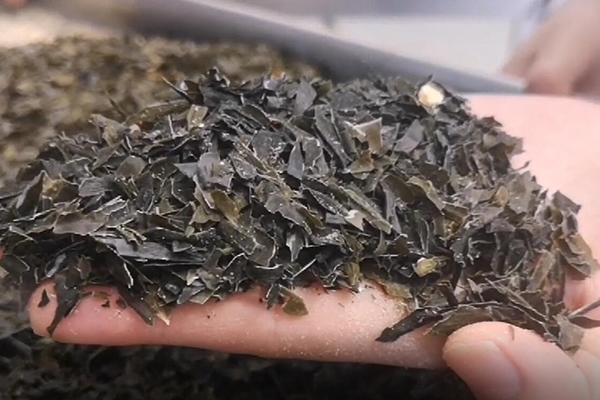 How to make seaweed powder by seaweed grinding machine? - Brightsail ...